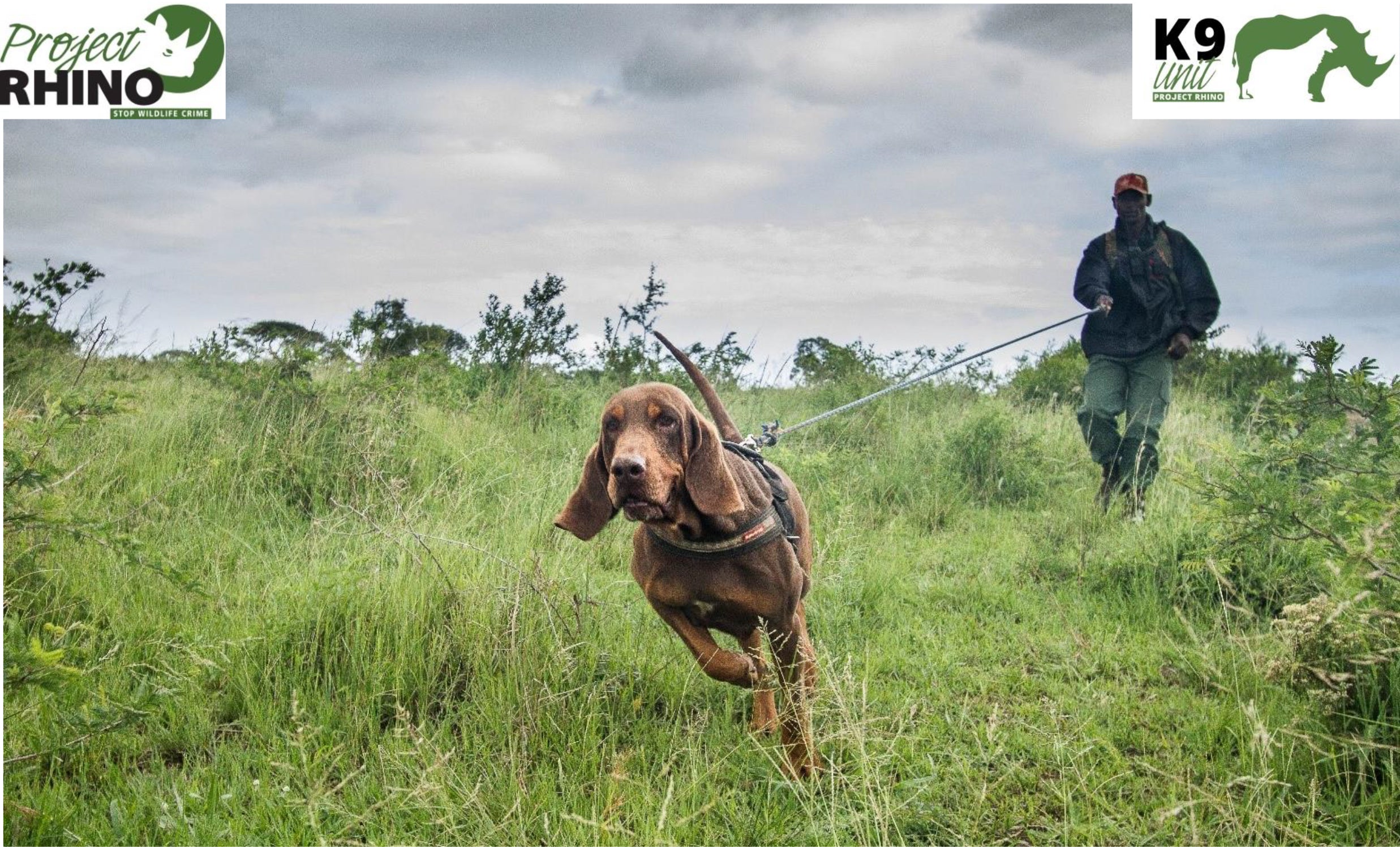 Updates from Project Rhino - Miro&Makauri