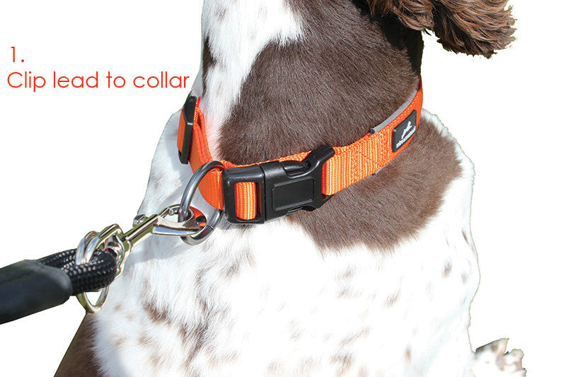 “The Lead Easy” Anti Pulling Dog Lead - Miro&Makauri