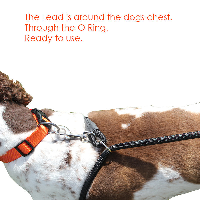 “The Lead Easy” Anti Pulling Dog Lead - Miro&Makauri